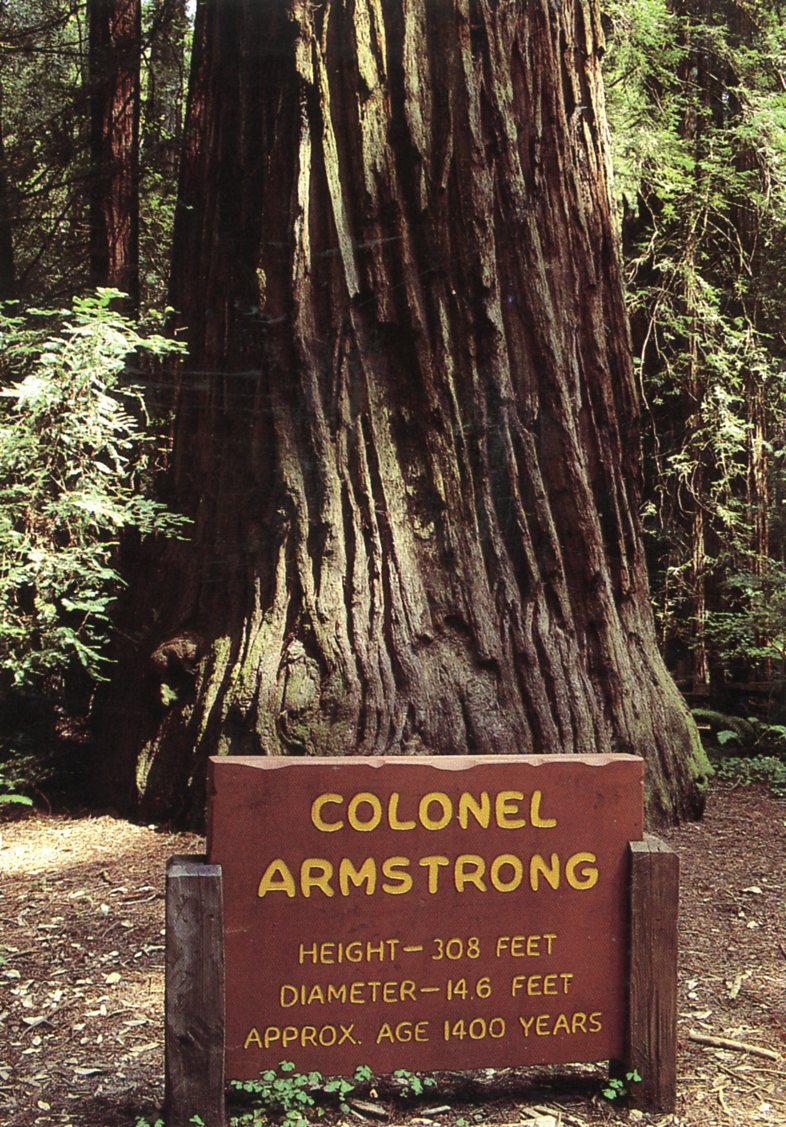 Colonel Armstrong Tree – Carey's Emporium